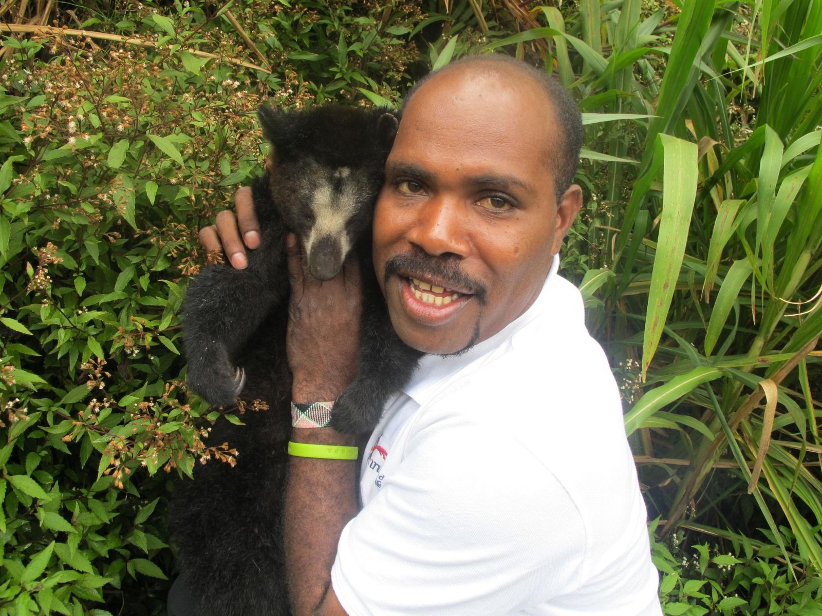 Dingiso: The Tree Kangaroo of Papua’s Highlands
