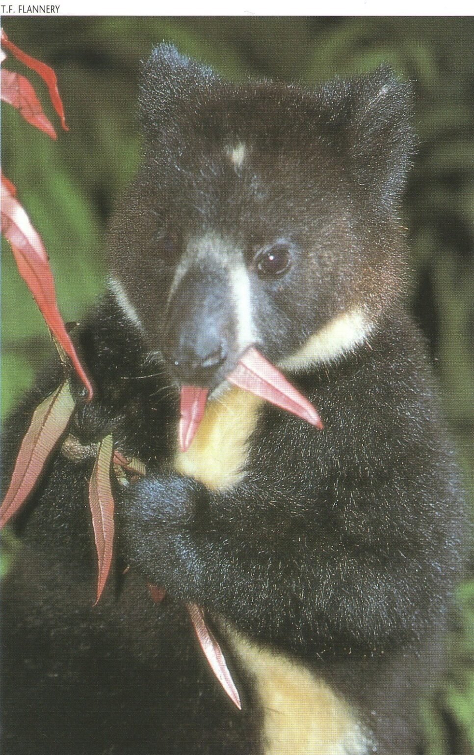 Dingiso: The Tree Kangaroo of Papua’s Highlands