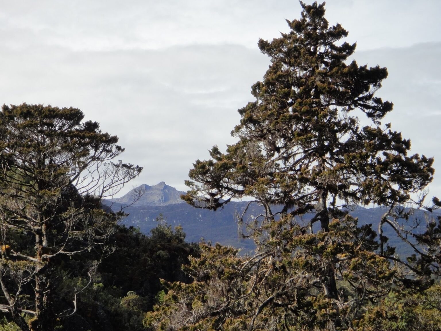 The Unique Flora of the Jayawijaya Mountains: Exploring the Tropical ...